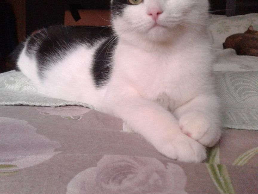 Котенок - подросток Арчибальд