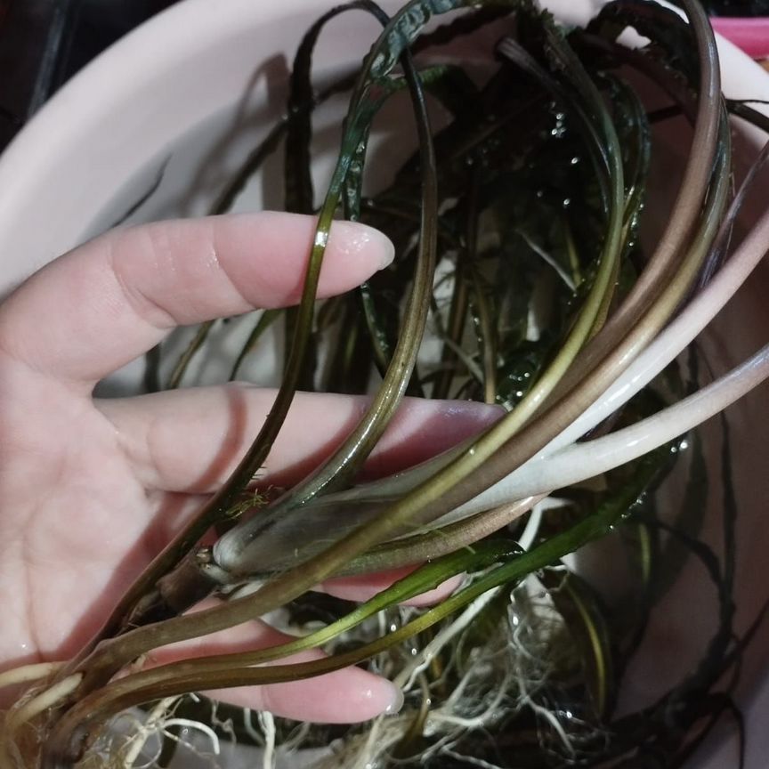 Криптокорина 1 шт 50-60 см