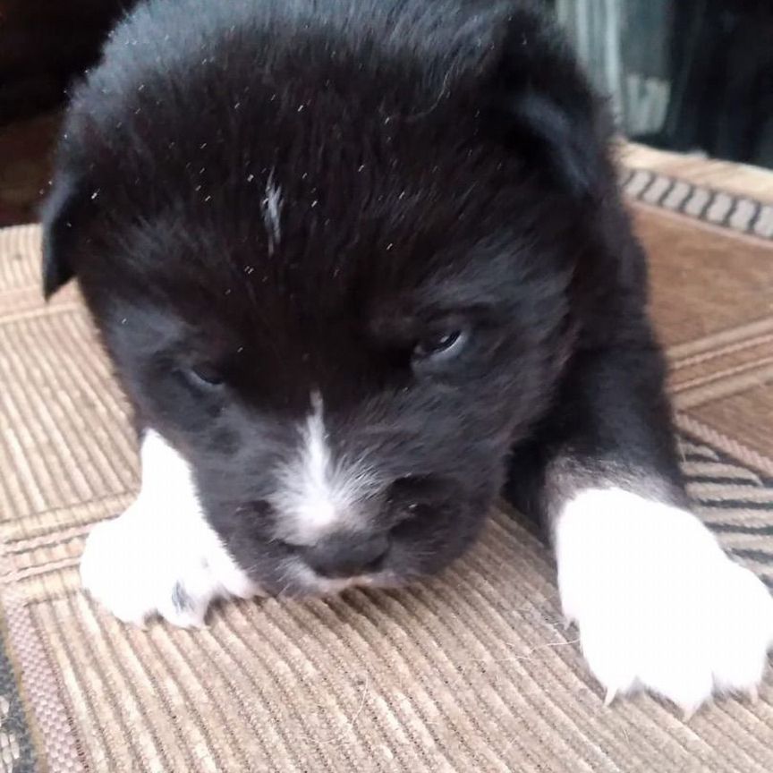 Щенки в добрые руки