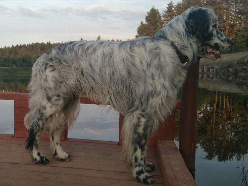 Английский сеттер