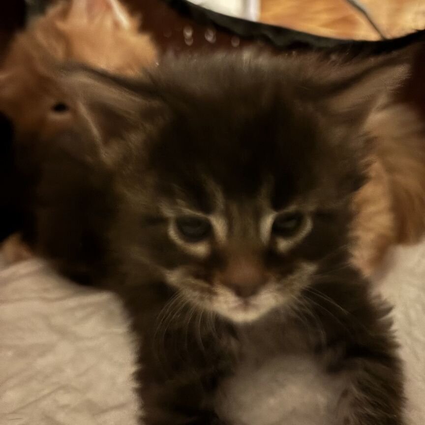 Мейн-кун котёнок