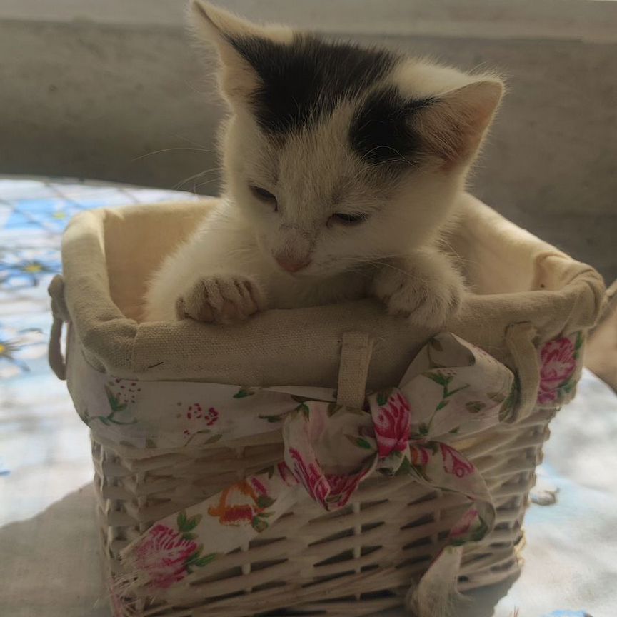 Котёнок в добрые руки