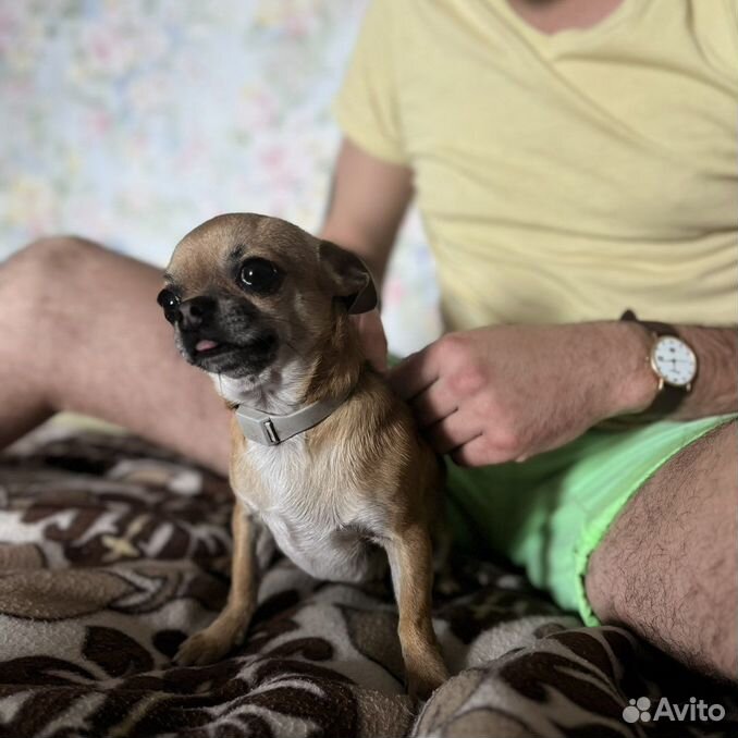 Собака взрослая чихуа