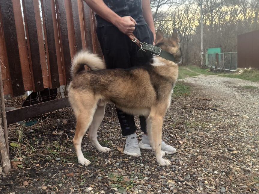 Зс лайка в хорошие руки