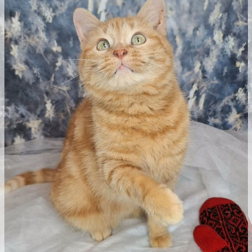 Взрослая, Девочка кошка в добрые руки