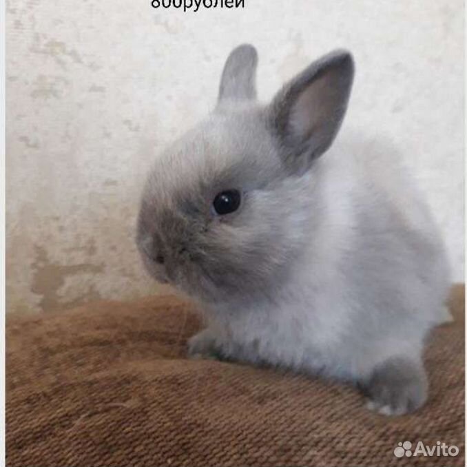 Кролики декоротивные карликовые серый сеамский