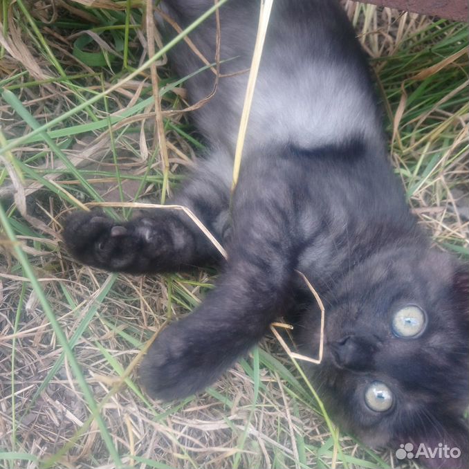 Милый серый котенок ищет дом