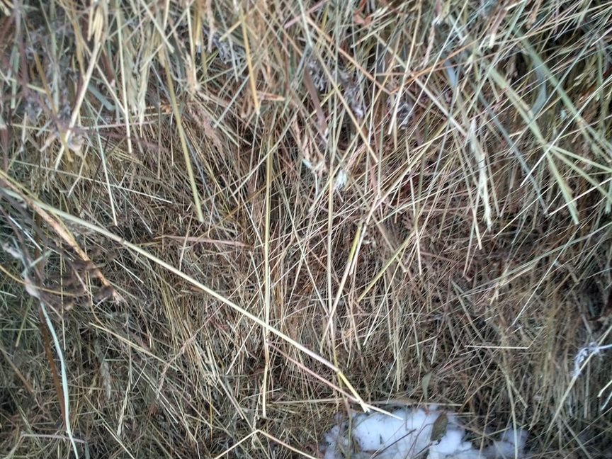 Сено луговое 2023 года