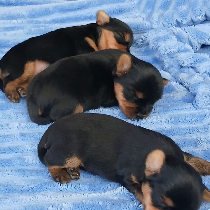 Йоркширский терьер, щенок