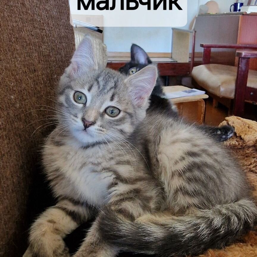 Отдам котенка мальчика от мамы мышеловки