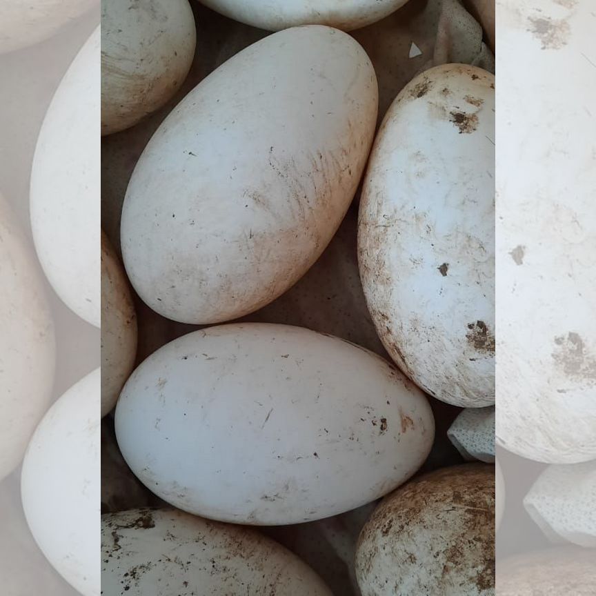 Яйцо гусей для инкубации