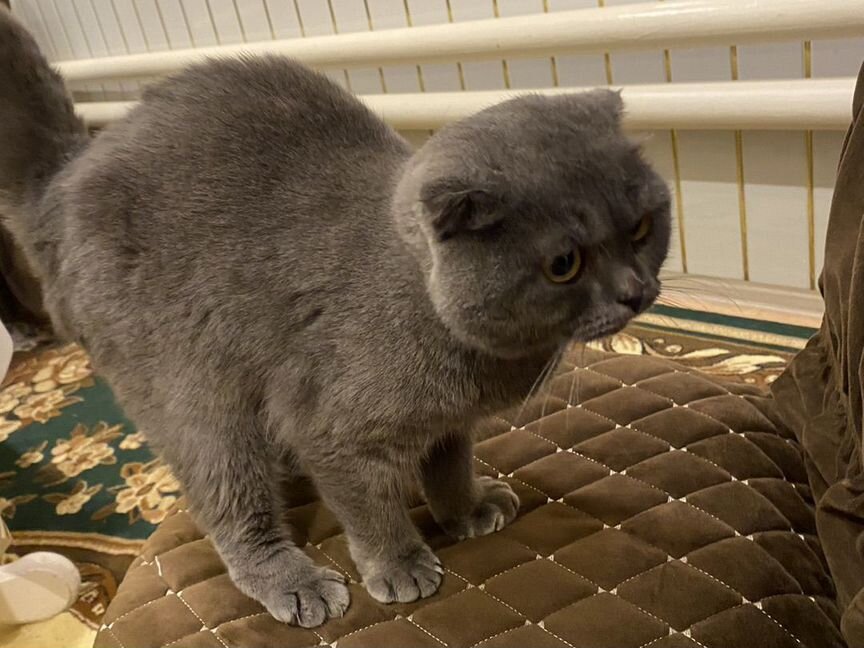 Шотландский котик отдам бесплатно в хорошие руки
