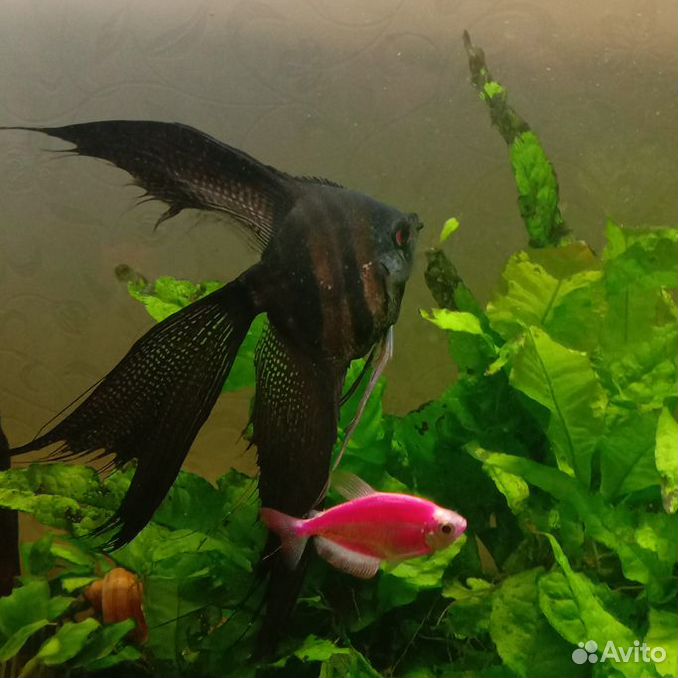 Скалярия самка вуаль