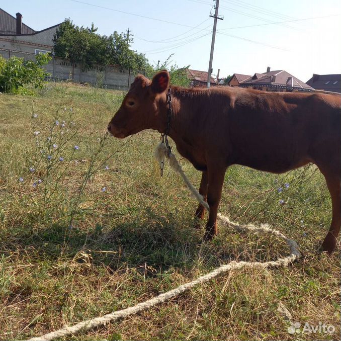 Телочка 4 месяца