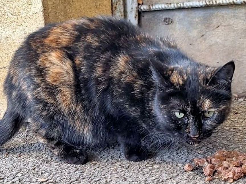 Киса Николь ищет дом/временную передержку