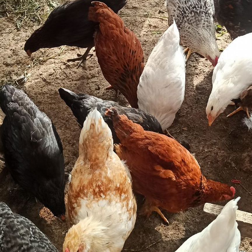 Куры домашние