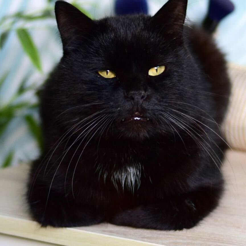 Черный кот