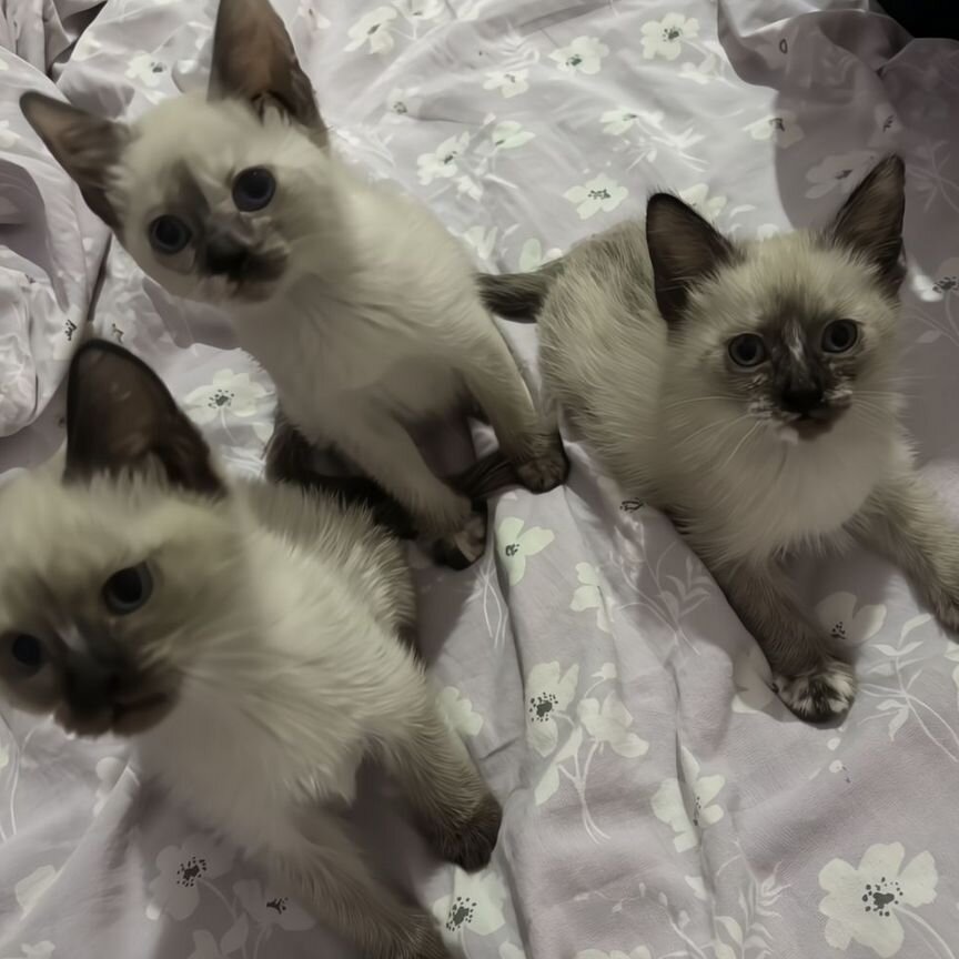 Сиамский котёнок