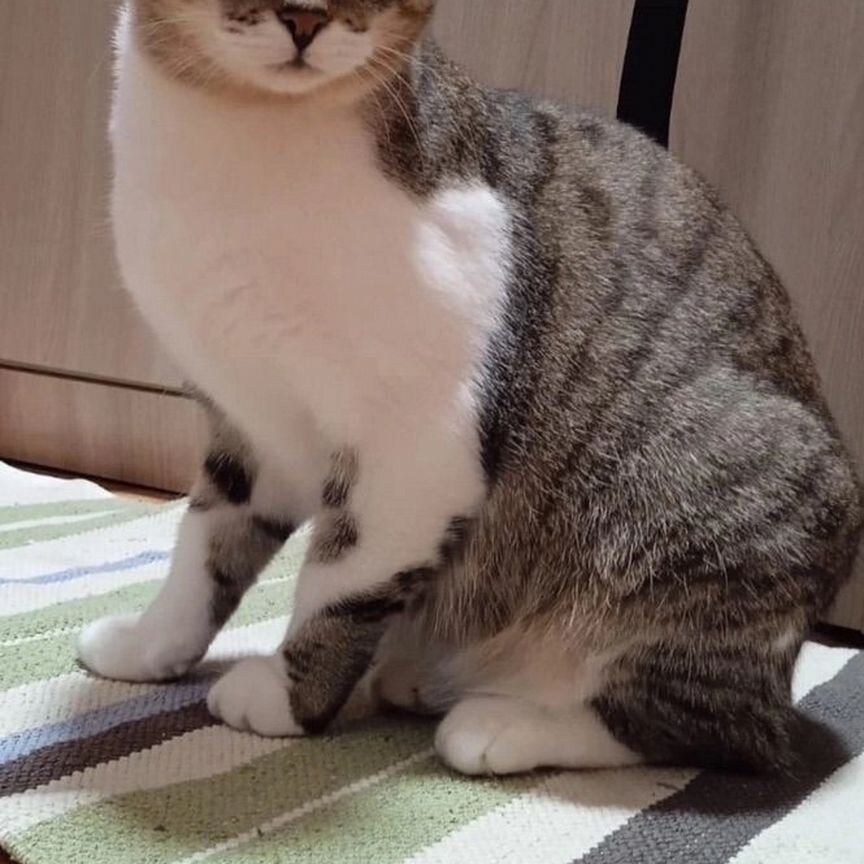 Ласка ищет дом