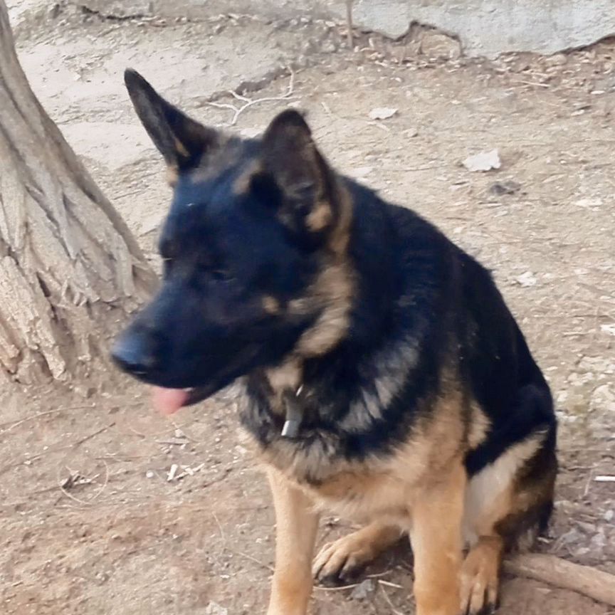 Собака овчарка