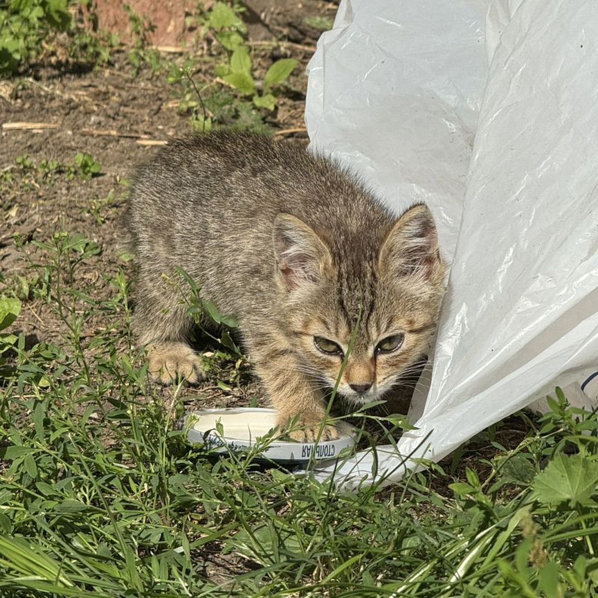 Котейка