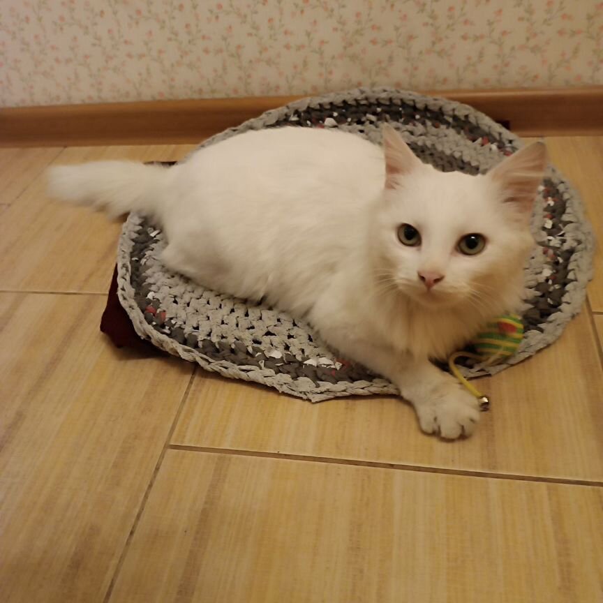 Кошка Новошахтинск