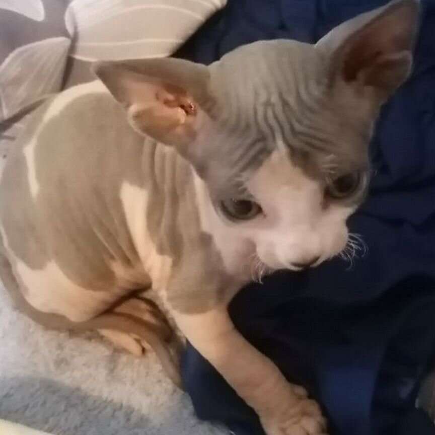 Котенок сфинкс