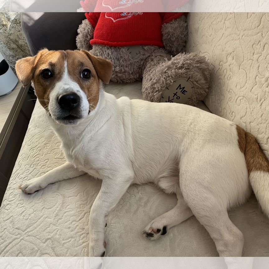 Джек-рассел-терьер, вязка