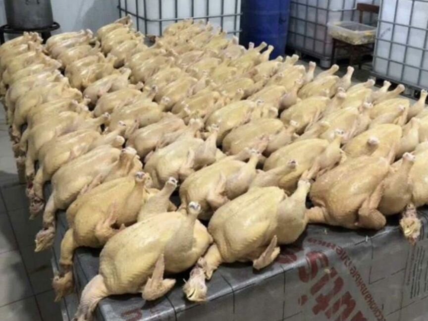 Куры, гуси, индейка
