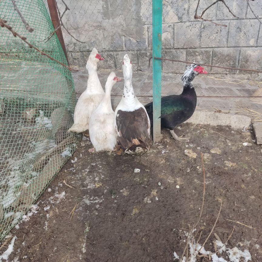 Утки шипуны