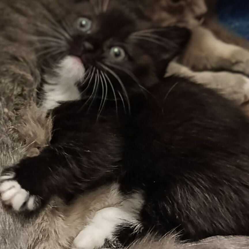 Манчкин котёнок