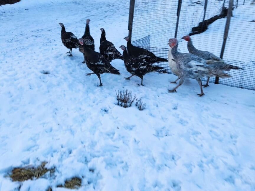 Индюки индюшки