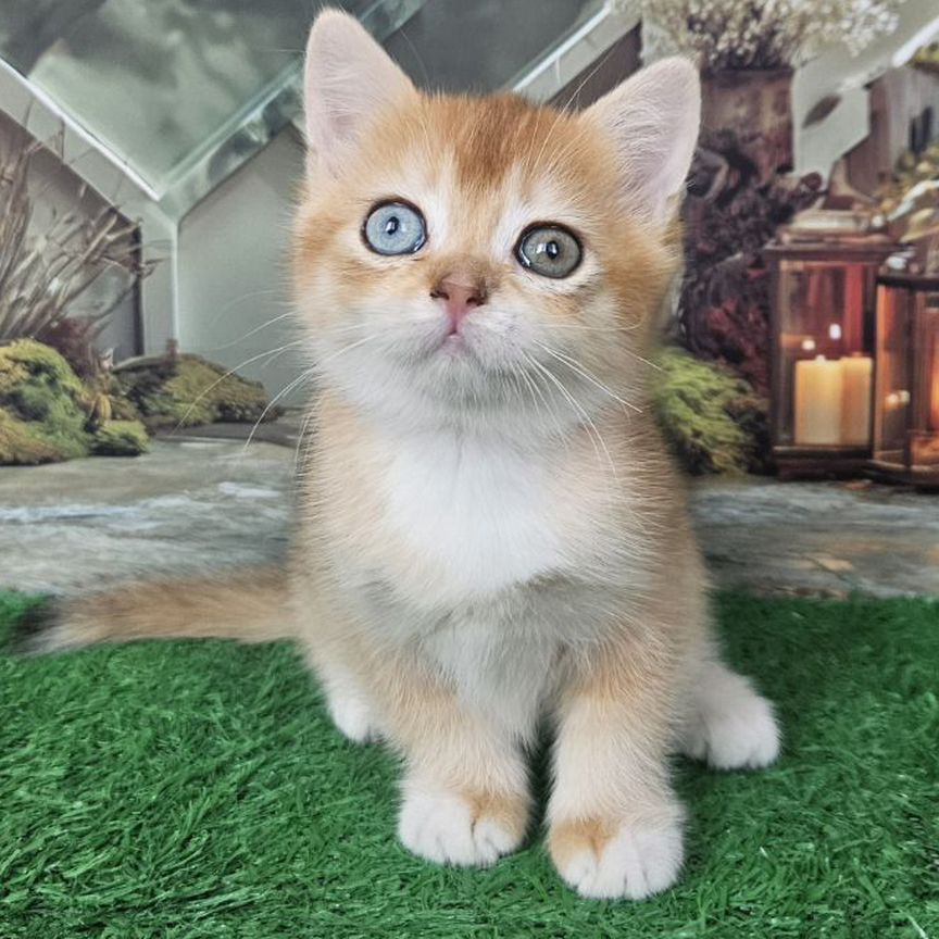 Манчкин котёнок