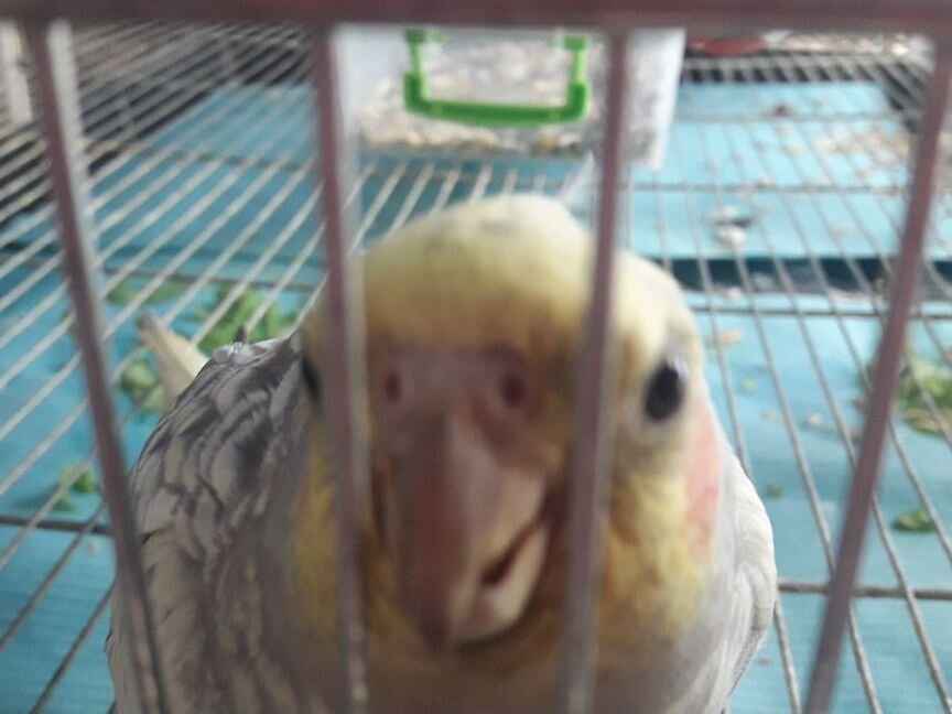 Ручные кореллы