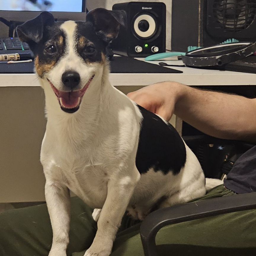 Джек-рассел-терьер, взрослая собака