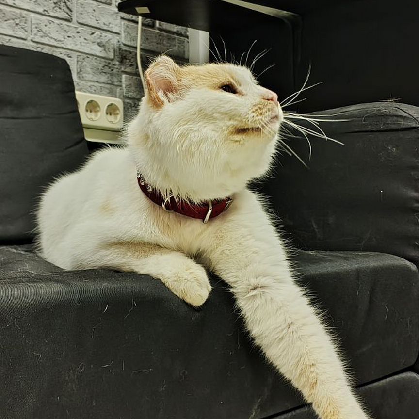Кот в добрые руки