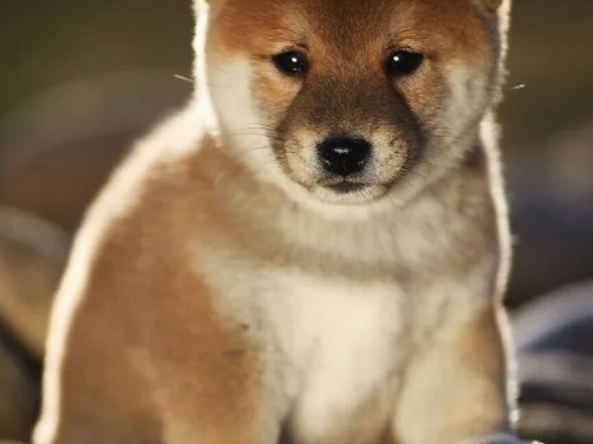 Малыши сиба ину