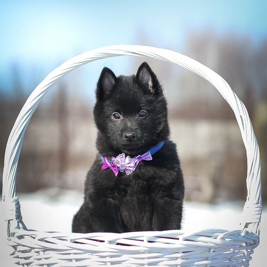 Щенки схипперки