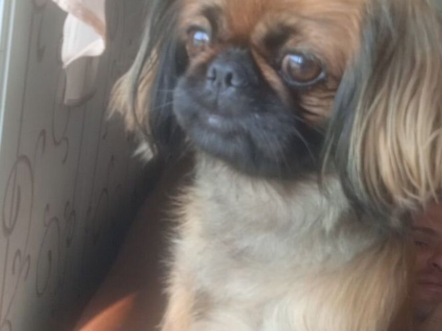 Собаки щенки пекинес