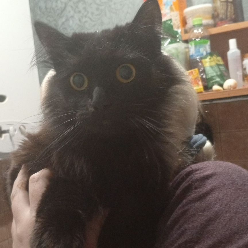 Маикун метис