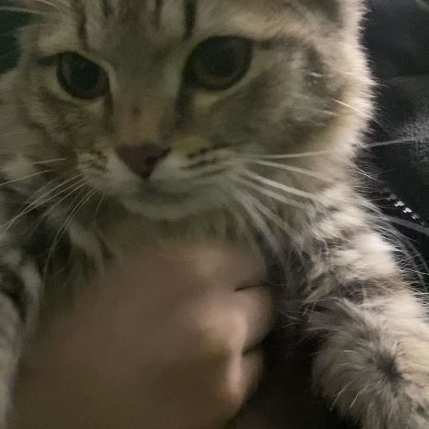 Котята в добрые руки бесплатно девочка 2 месяца
