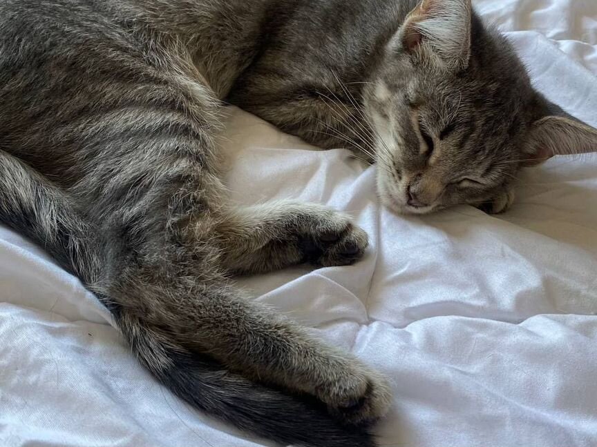 Кошка