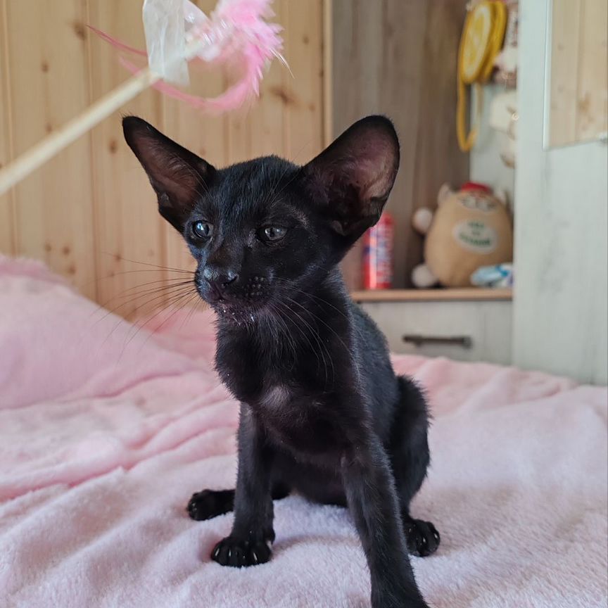 Орики мальчики и девочки