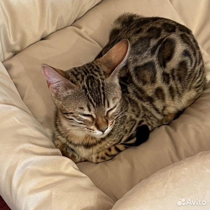 Красавица бенгальская кошка