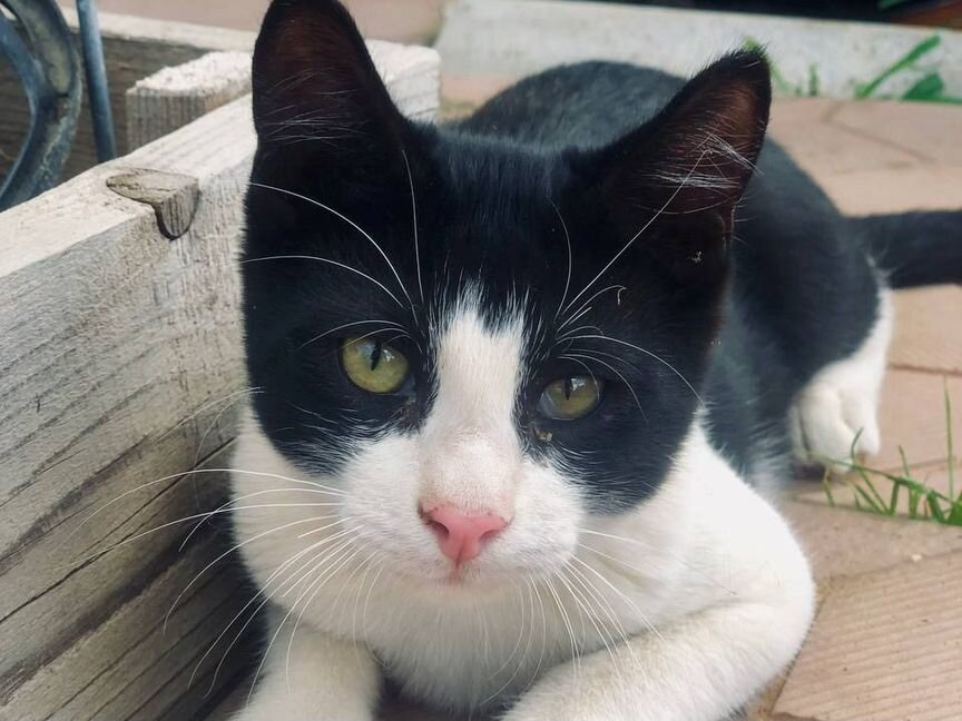 Кошка в дар