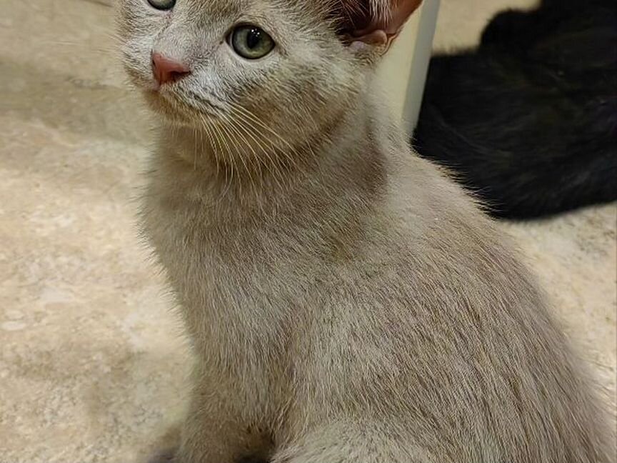 Шотландские котята шкодники
