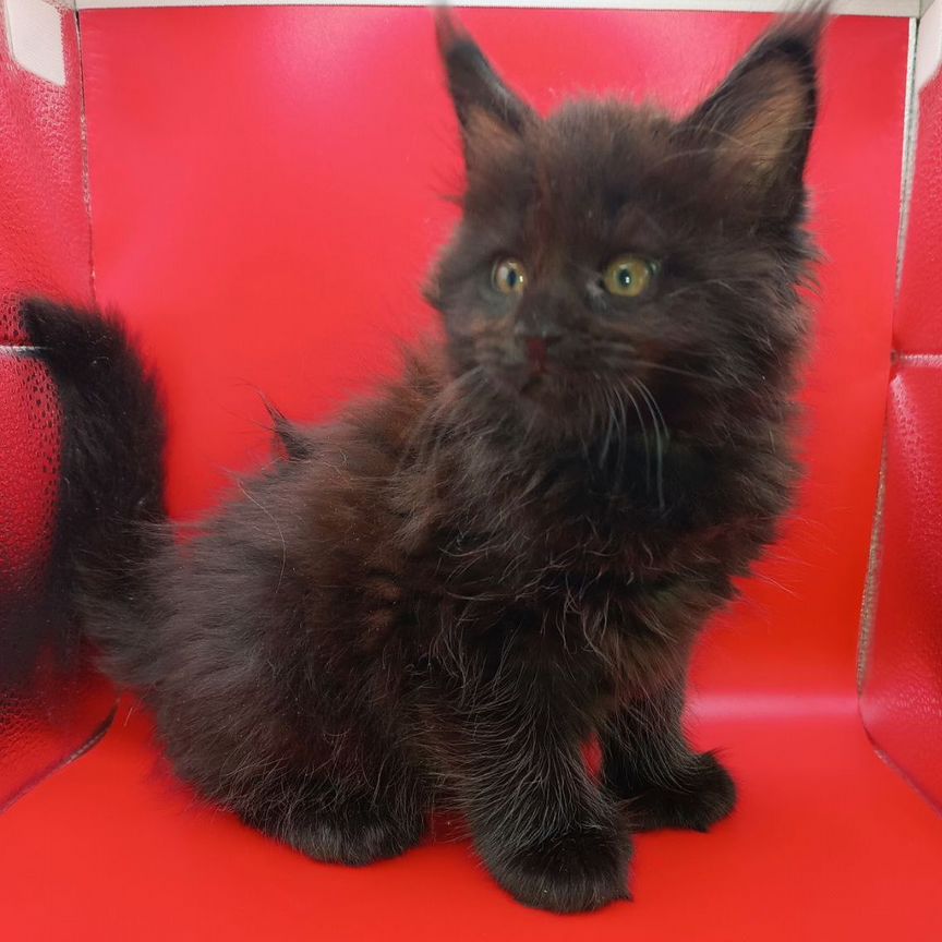 Мейн-кун котёнок