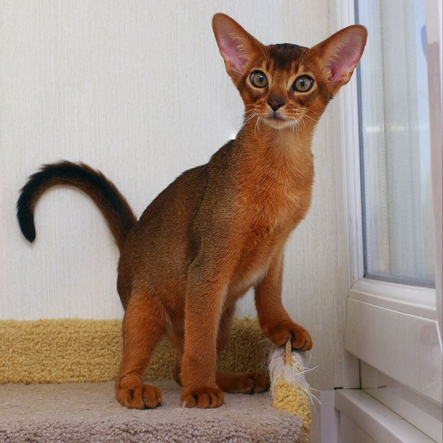 Абиссинские котята