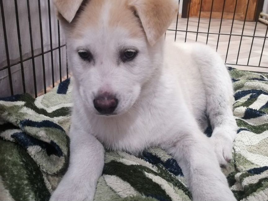 Отдам щенка мальчика