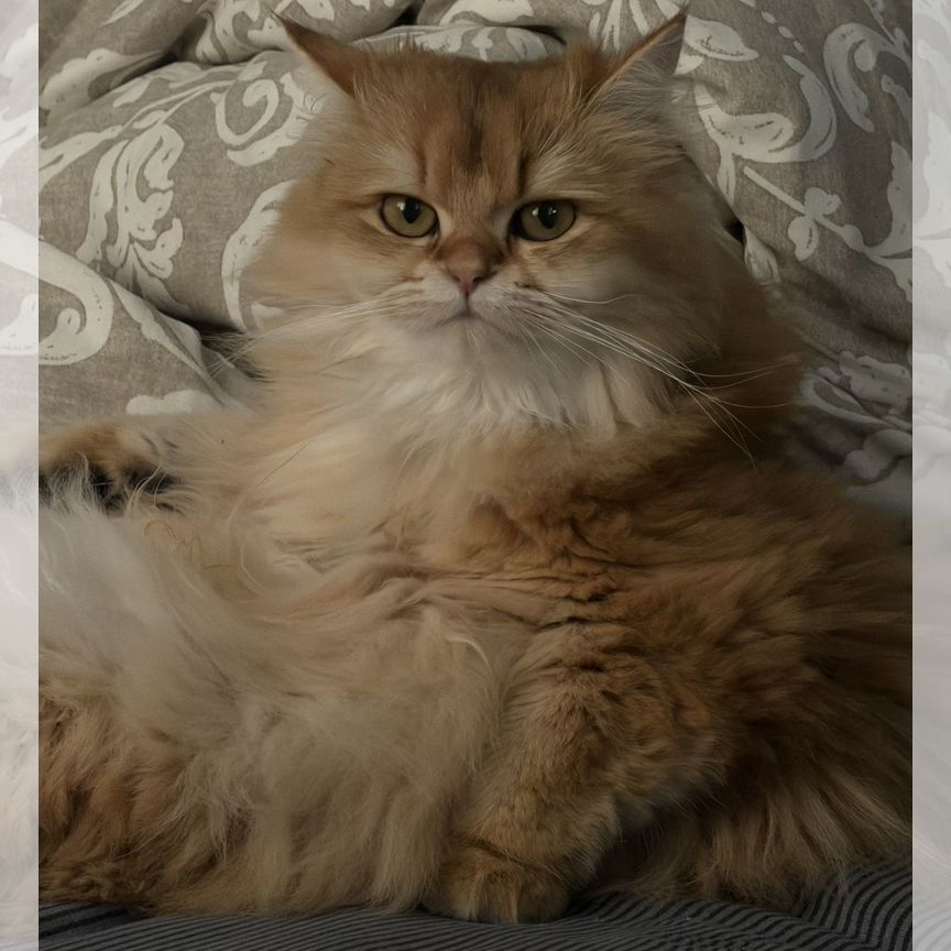 Британская длинношёрстная, взрослая кошка